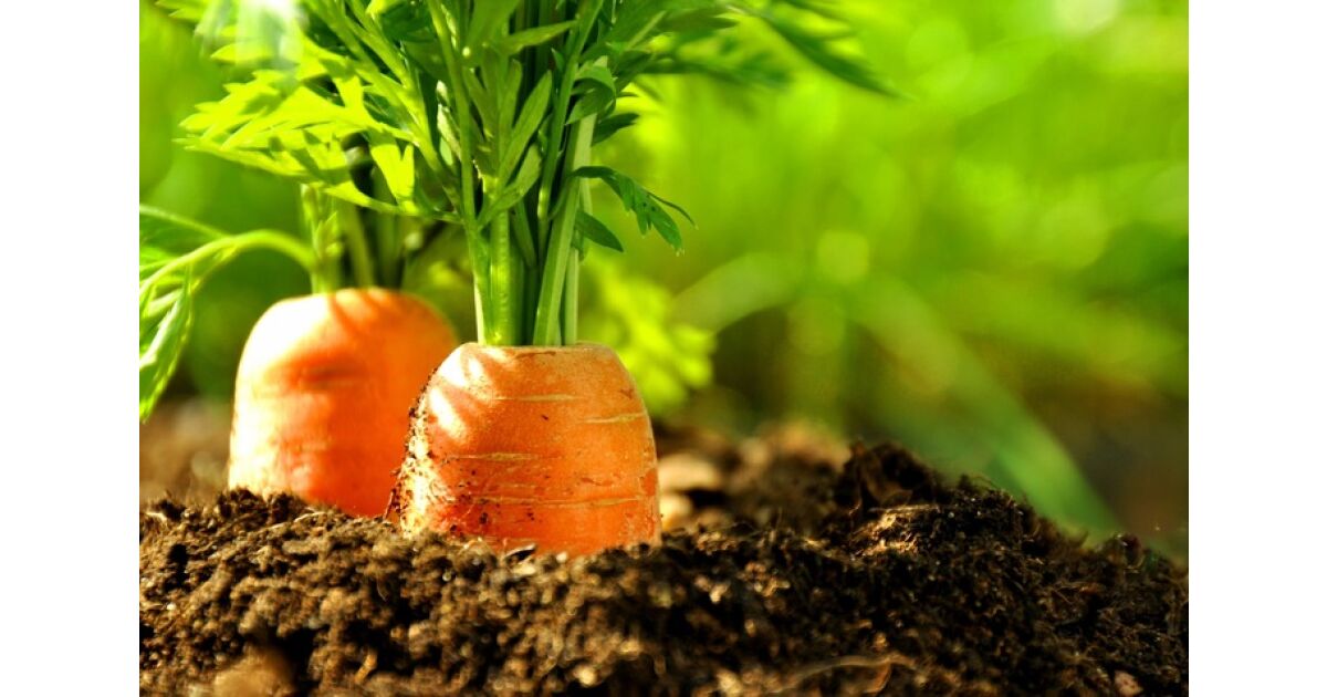 Optima granulált csirketrágya 5l természetes öko trágya Biovita | Pepita.hu