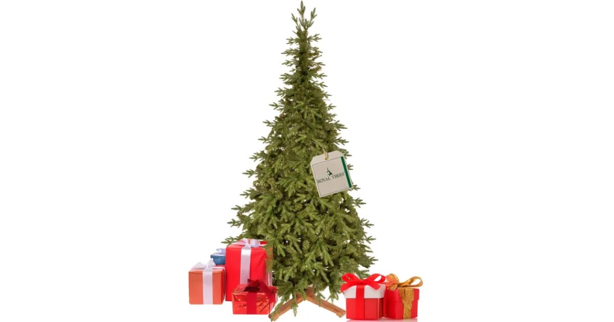 Ct0258 Himalájai lucfenyő prémium 240 cm | Pepita.hu