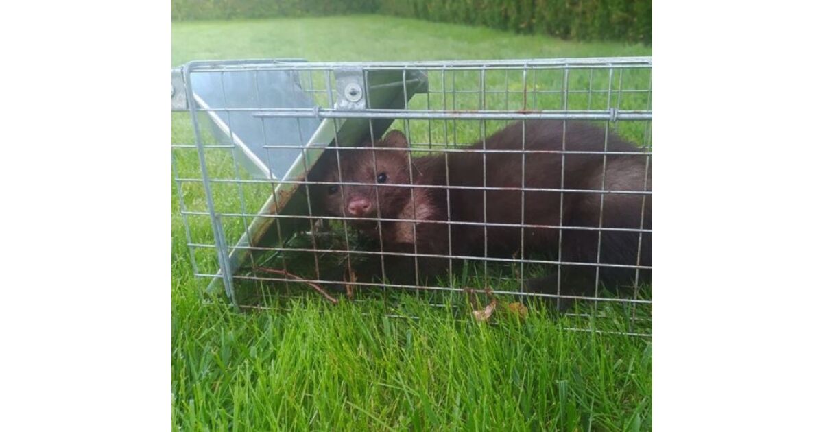Élőcsapda nyesteknek, rágcsálóknak, élve fogó nyest és rágcsáló csapda ...