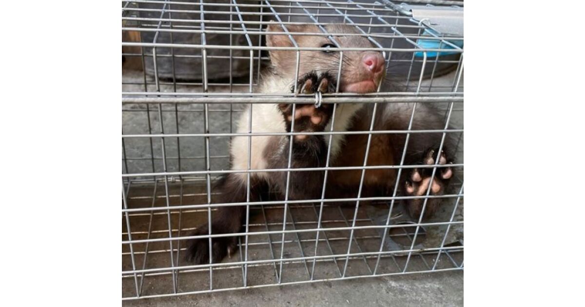 Élőcsapda nyesteknek, rágcsálóknak, élve fogó nyest és rágcsáló csapda ...