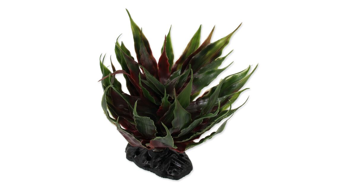 RP Sukulentná rastlina Agáve zelená 18 cm | Pepita.com