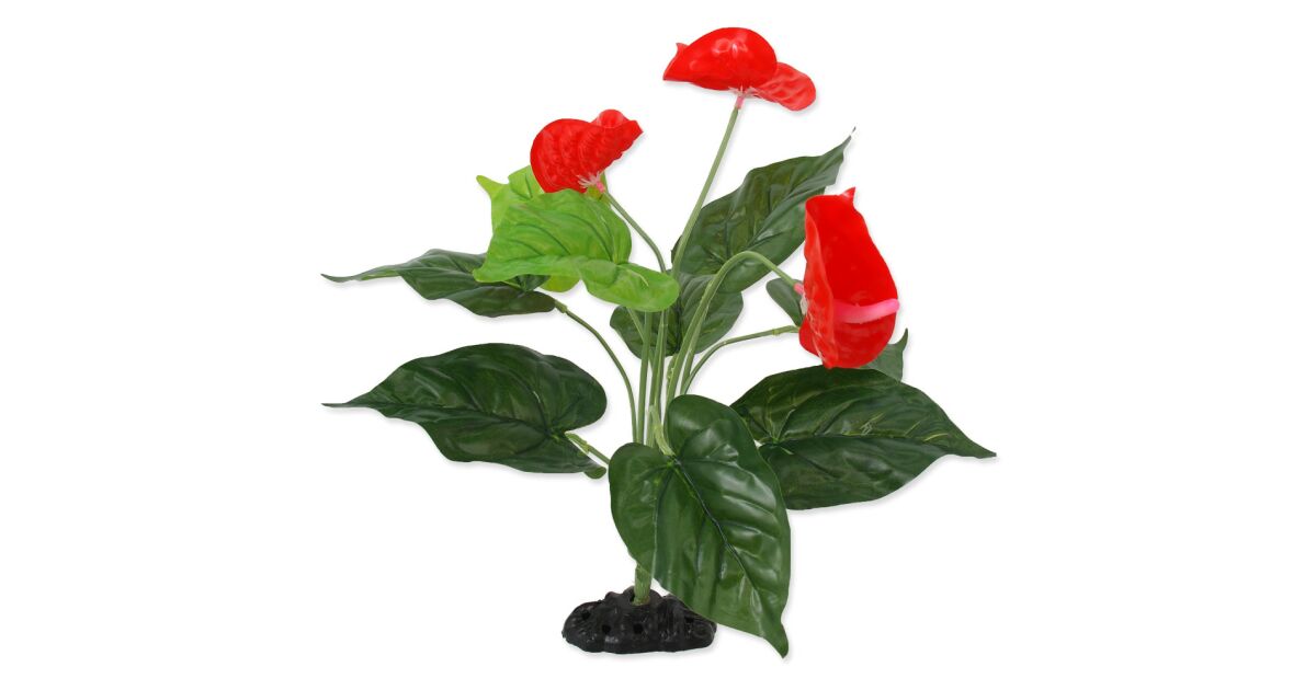 RP Növény virágzó Anthurium 40cm | Pepita.hu