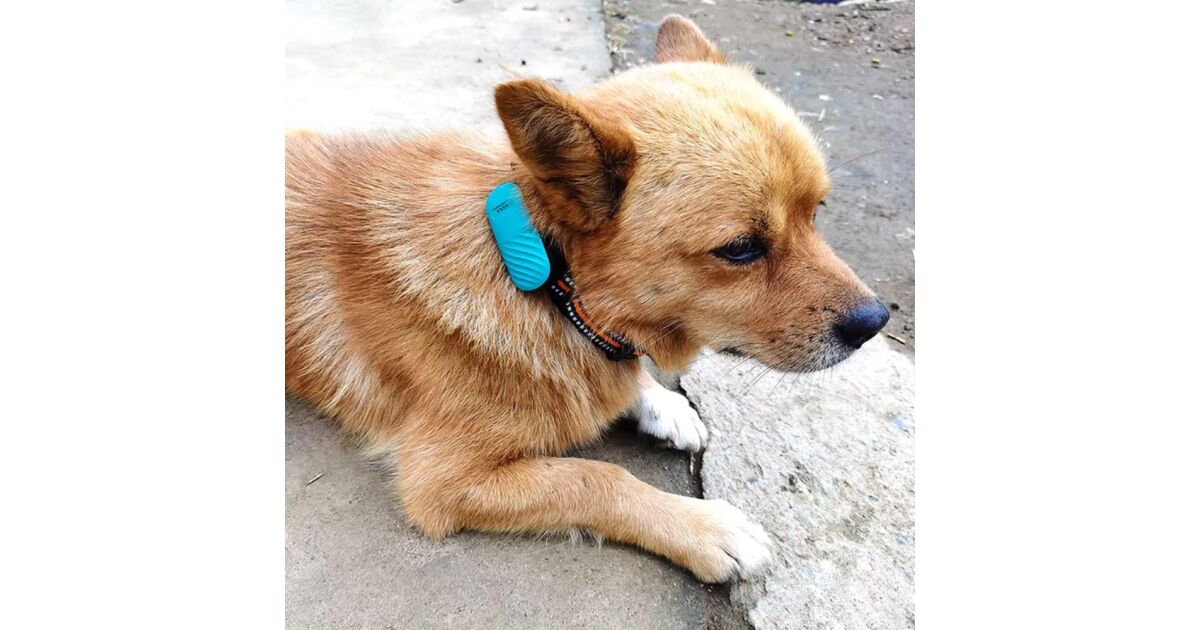 Tracker GPS 4G pentru Animale, Impermeabil, Localizare in Timp Real ...