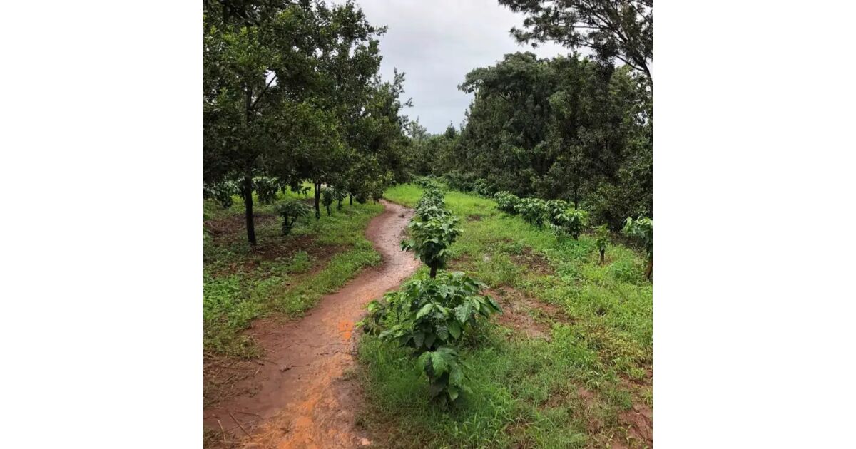 100% Arabica kávébab, Honduras Marcala, frissen pörkölt ...