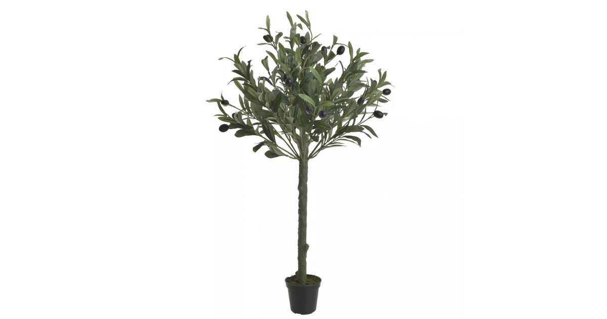 Olajfa cserépben | Pepita.hu