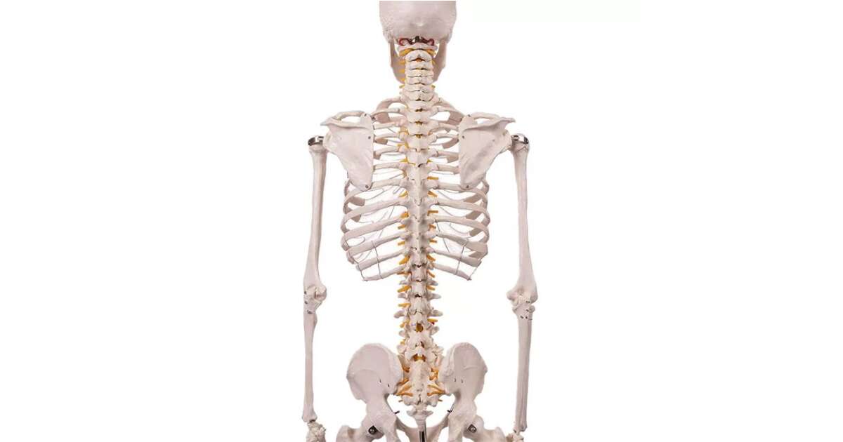 Anatómiai csontváz modell állvánnyal | Pepita.hu