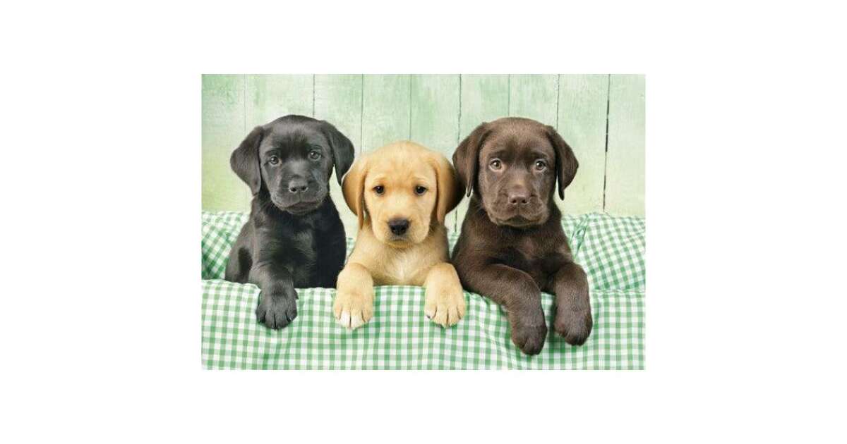 Labrador kölykök - 1000 db-os puzzle - Clementoni | Pepita.hu