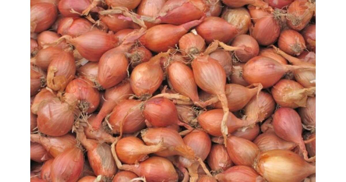 Makói vörös dughagyma nagyobb szemű 250g | Pepita.hu