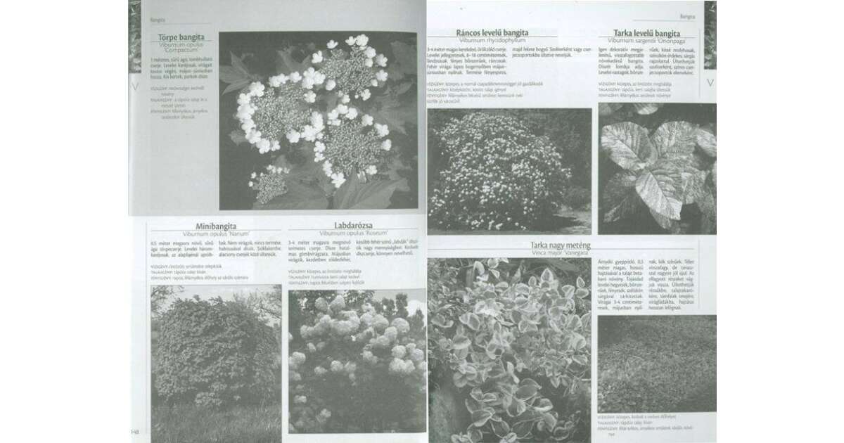 Cserjék és díszfák | Pepita.hu