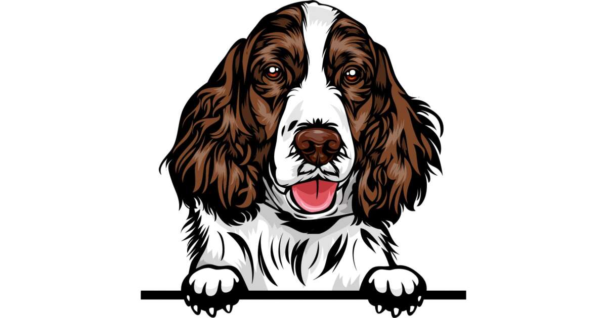 Angol Springer Spániel rajzos autómatrica | Pepita.hu