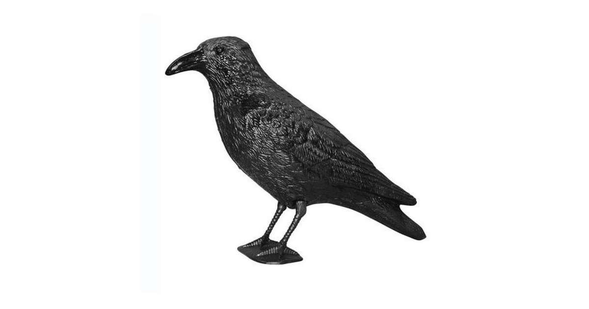 Galambriasztó varjú | Pepita.hu