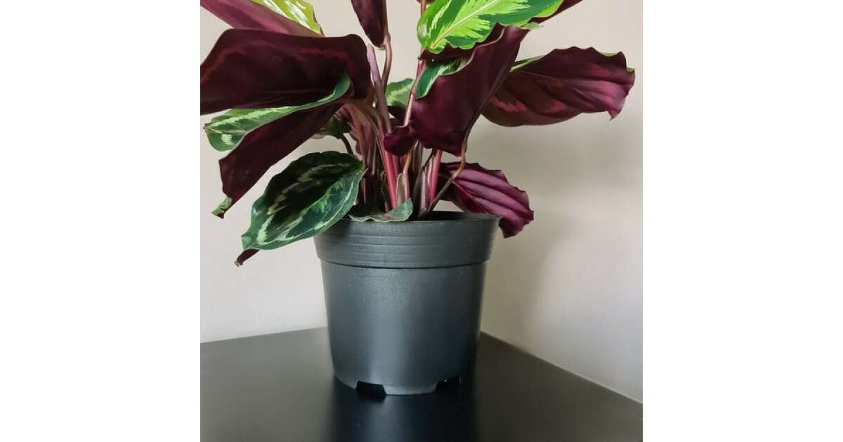 Ültető cserép virágokhoz, műanyag, 100 db-os készlet | Pepita.hu