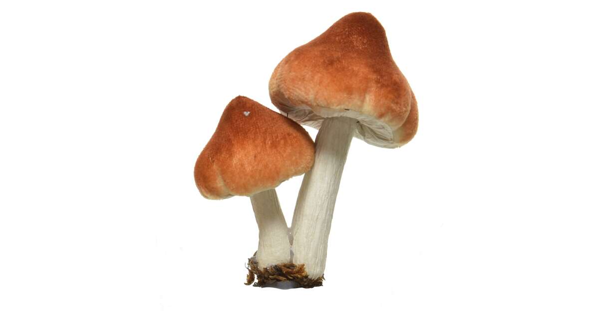 Fenyő dísz Gomba kapcsos markolat, 9 cm, habszivacs, barna | Pepita.hu