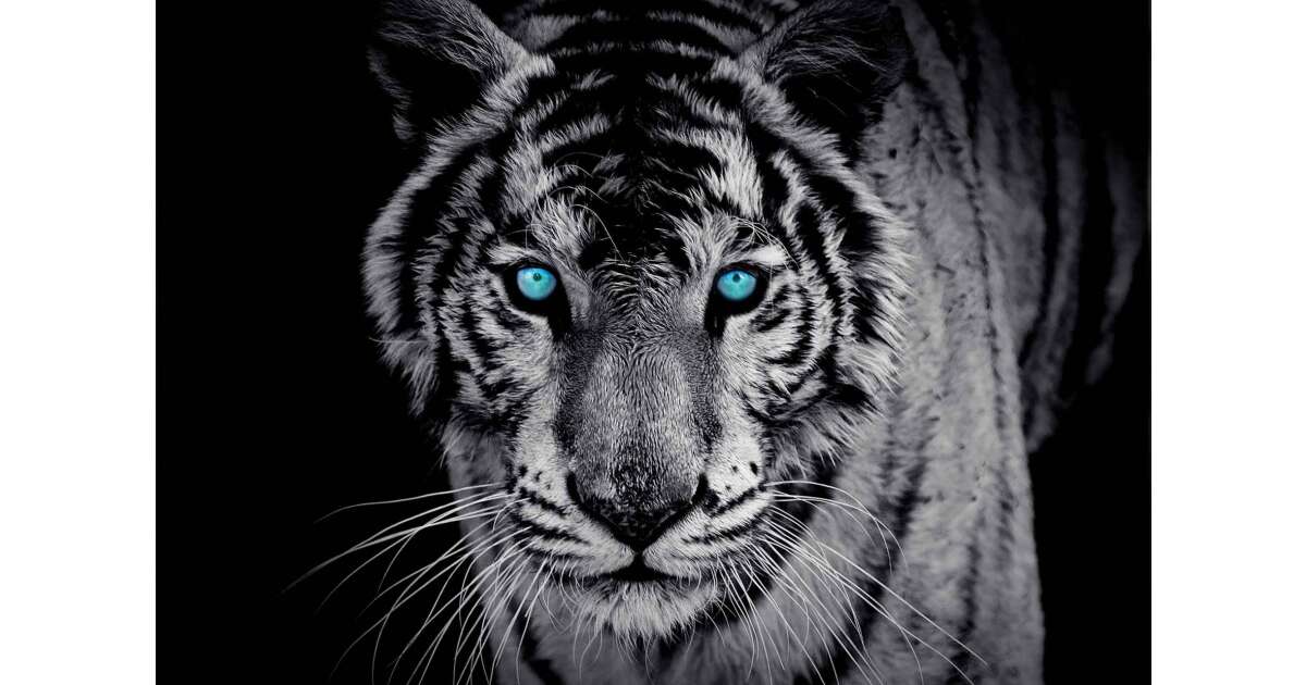 Fotótapéta Tigris 1 3D | Pepita.hu