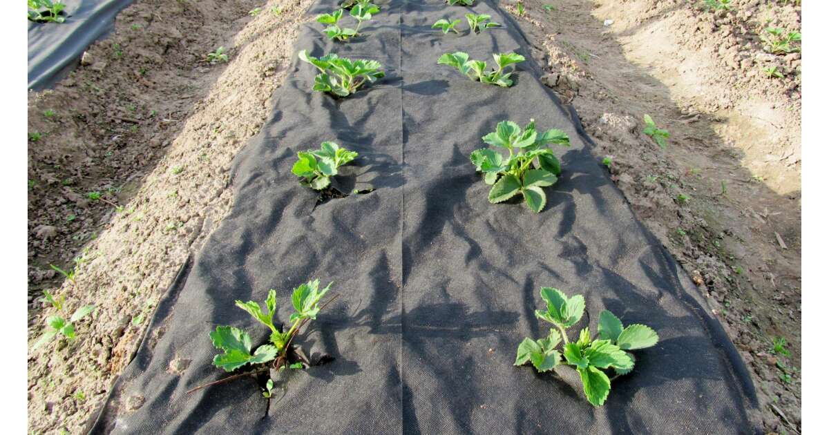 Geogarden geotextil agrofólia, 100 gr/m2, szélesség 1 m, hossza 12 m ...